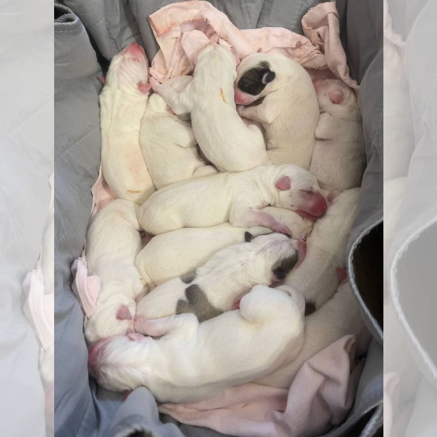 Среднеазиатская овчарка, щенок