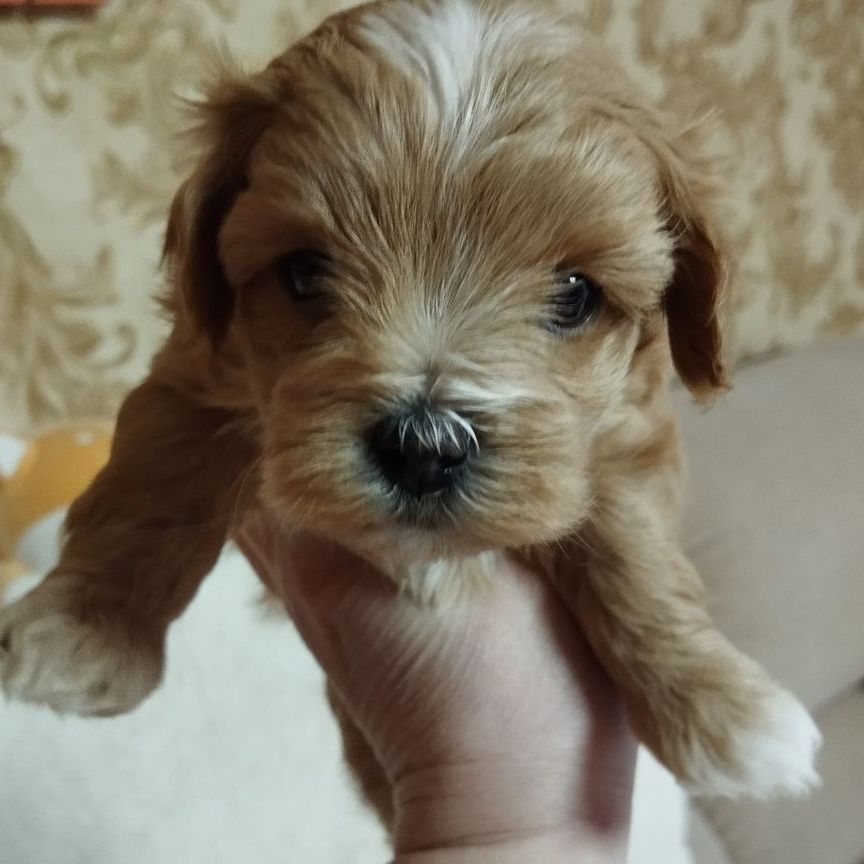 Мальтипу, щенок