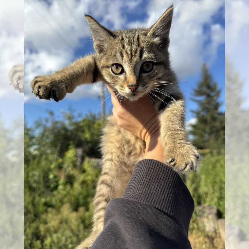 Котик в добрые руки