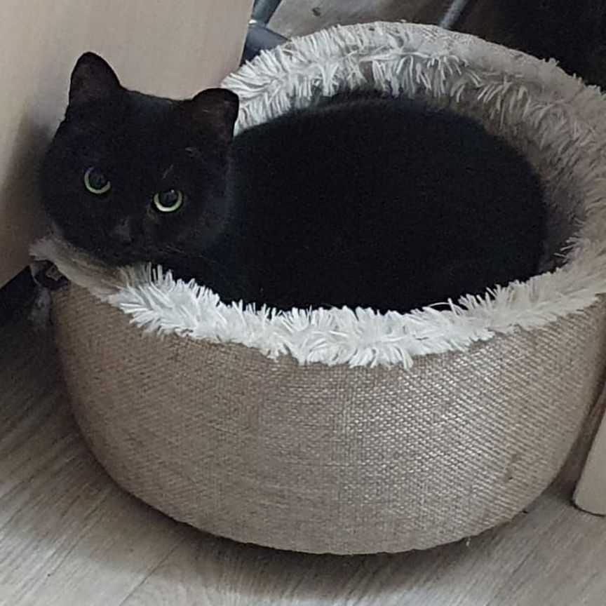 Взрослая, кошка в добрые руки