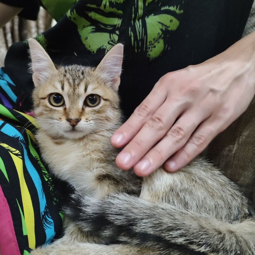 Котик (мальчик) в добрые руки