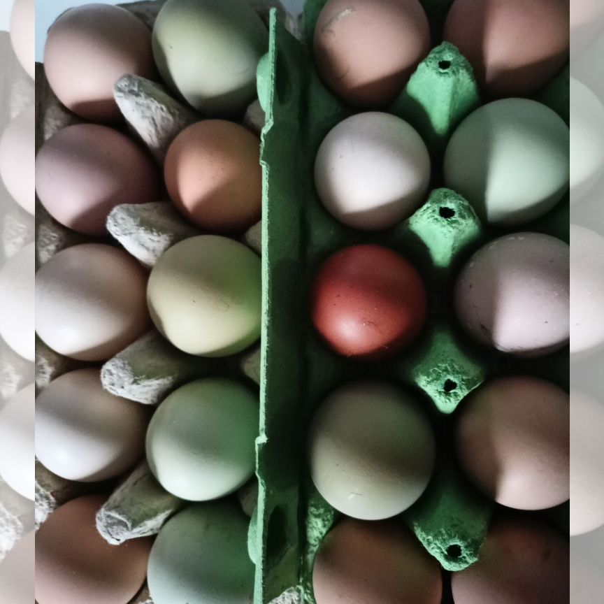 Инкубационное яйцо породных кур