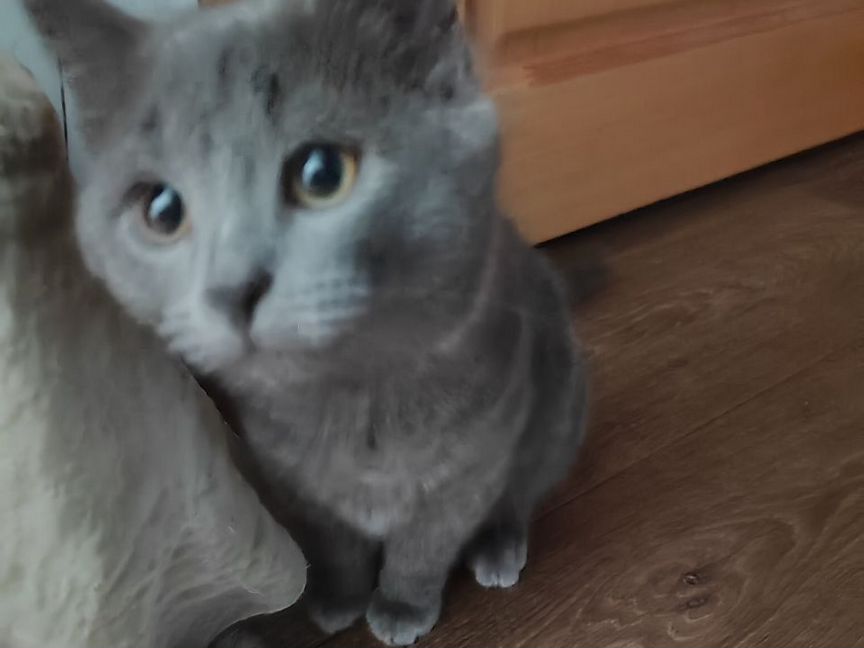 Котята крысоловы