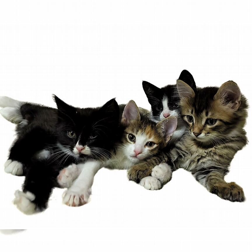 Котята с оригинальными укороченными хвостиками