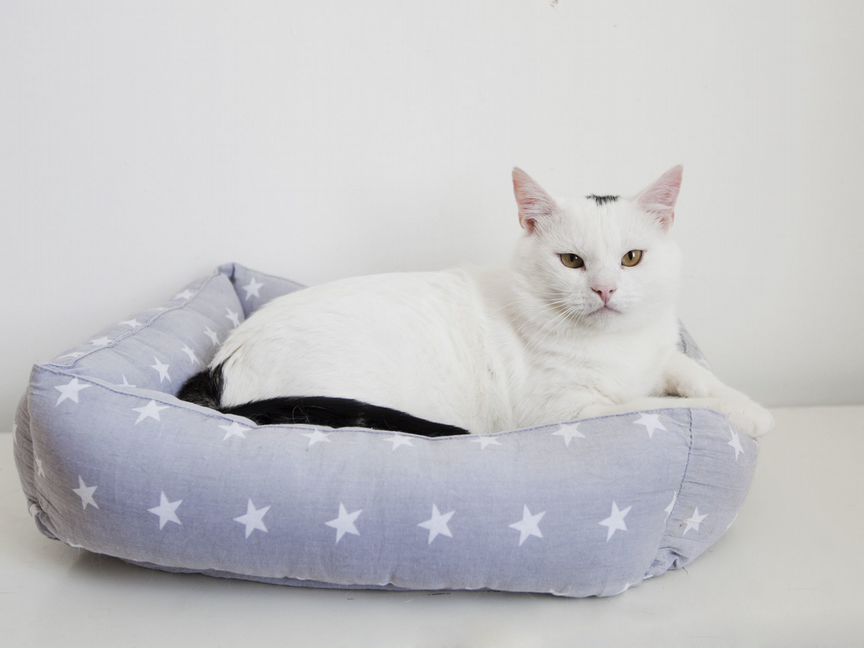 Добрейший котик Гоша ищет дом