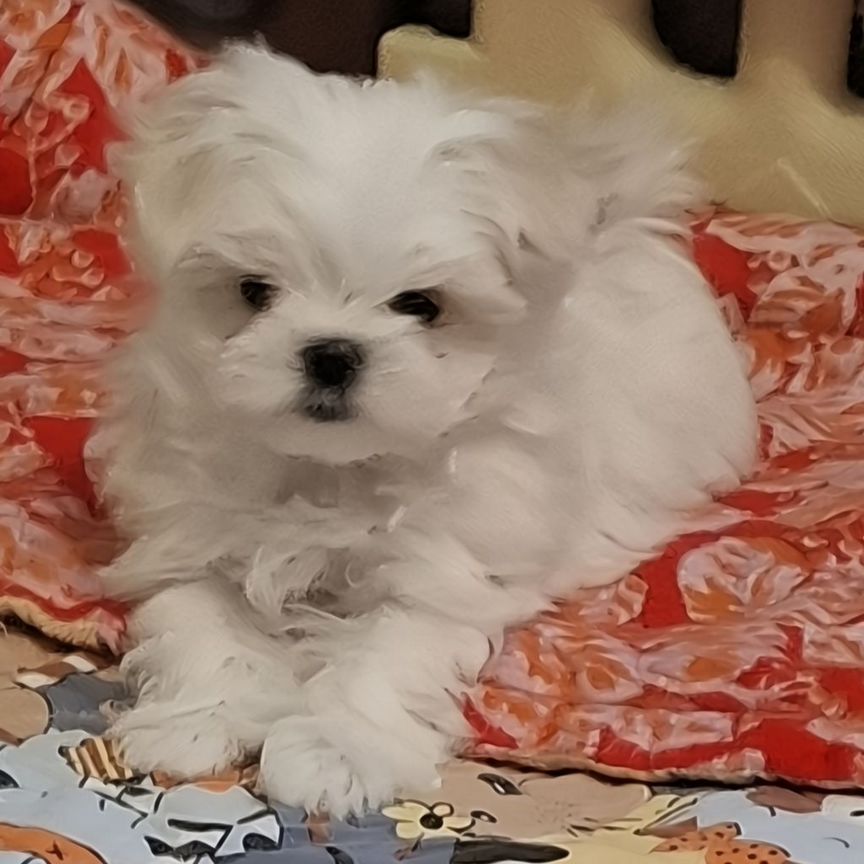 Мальтийская болонка, щенок