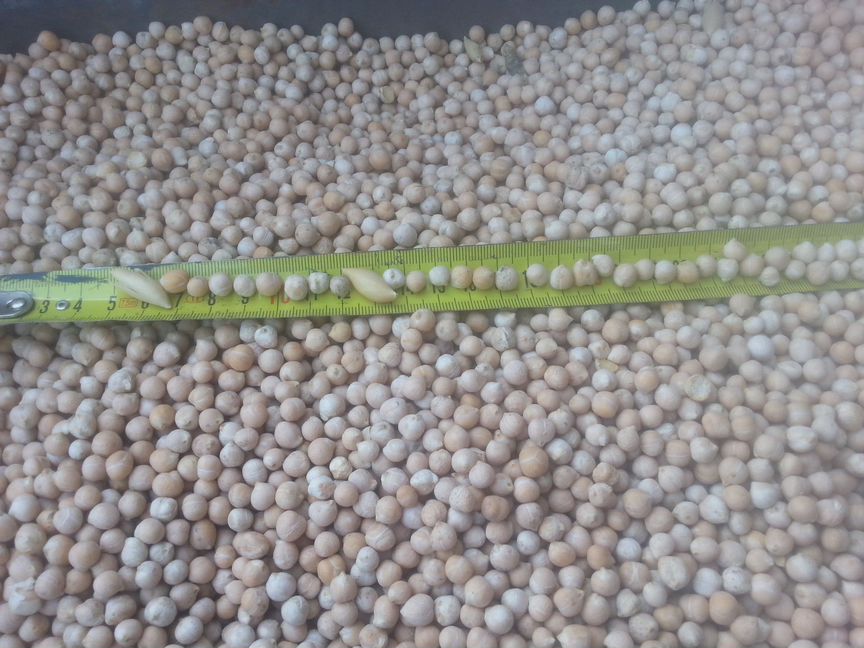 Нут сорт приво