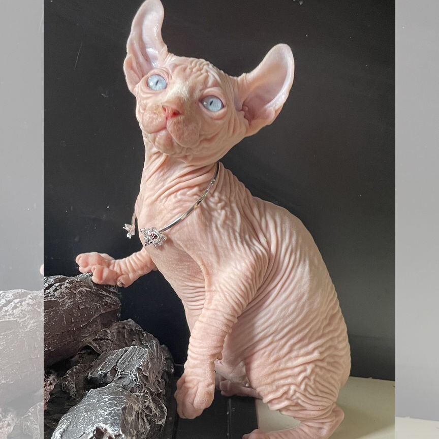 Эльф котёнок