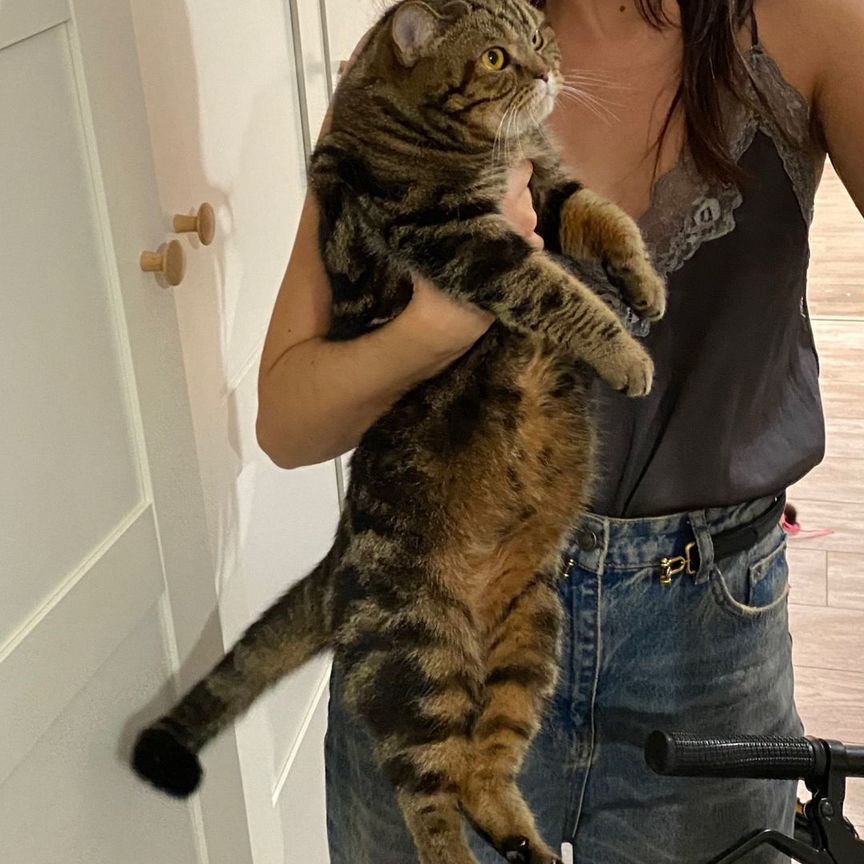 Британка кошка в добрые руки бесплатно