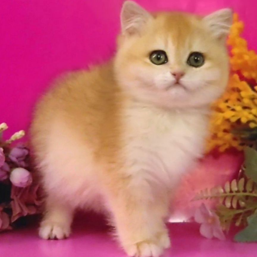 Шикарная британская кошечка