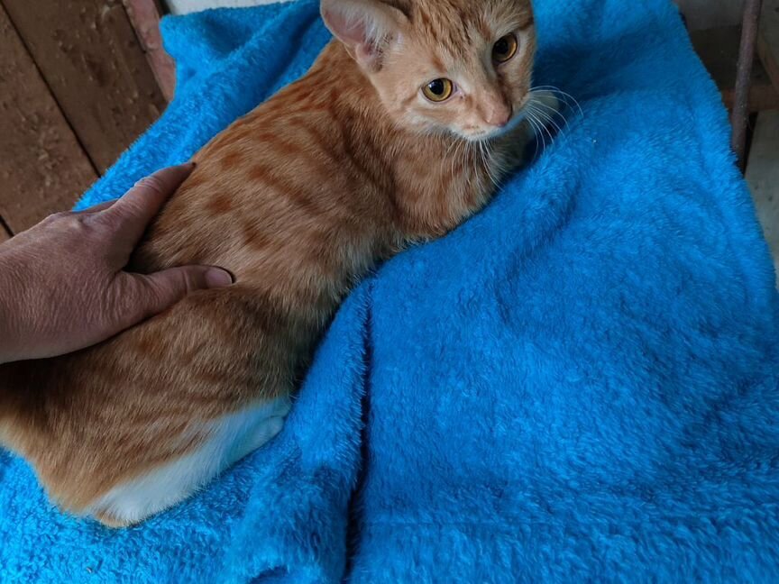 Кошки в добрые руки бесплатно