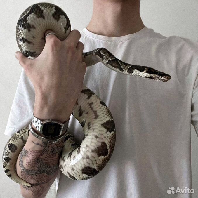 Королевская змея