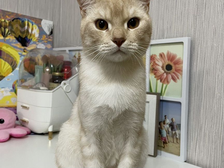 Отдам котенка в добрые руки