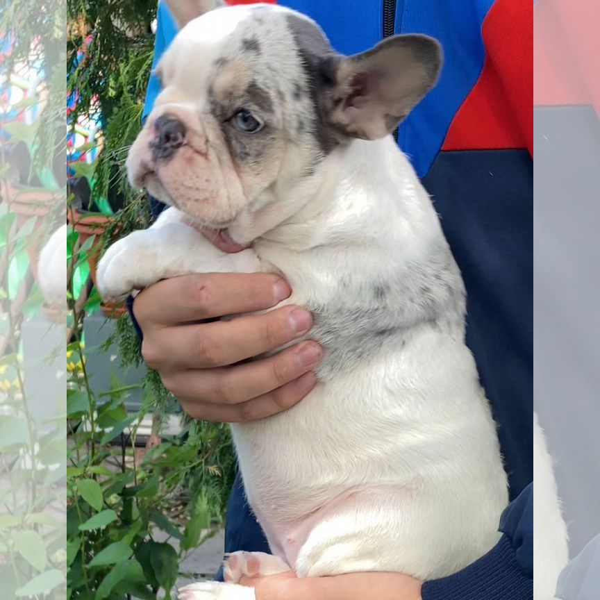 Французская бульдожка