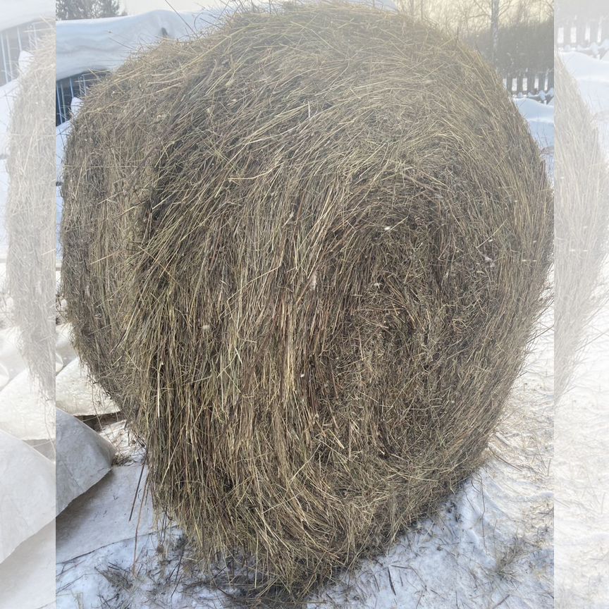 Сено в рулонах