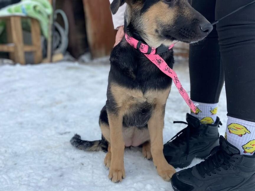 Щенок Айка ищет дом