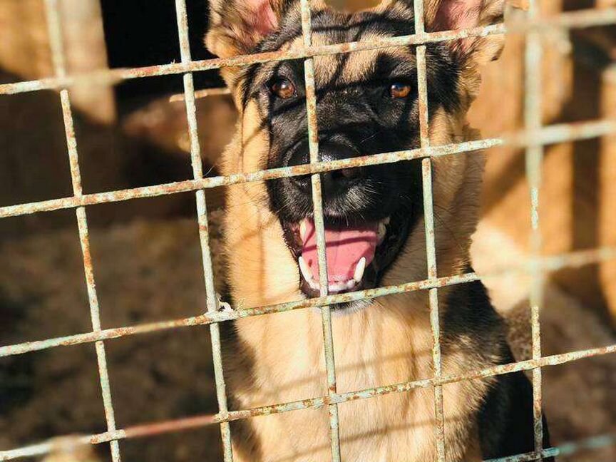 Дафна, крастотка ищет семью