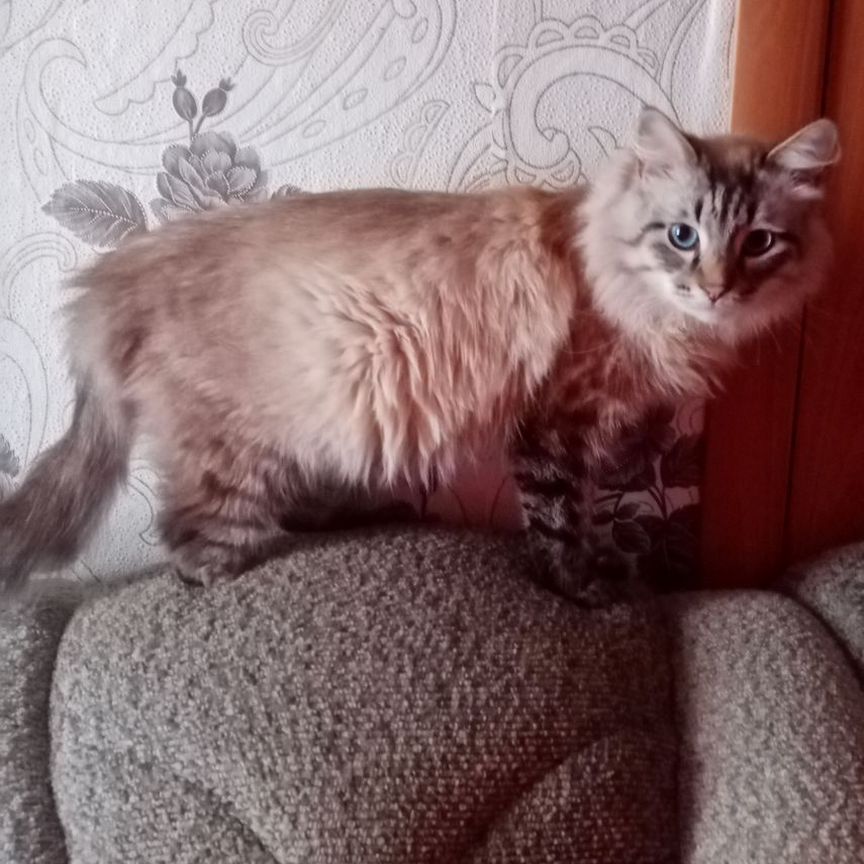 Особенный котик