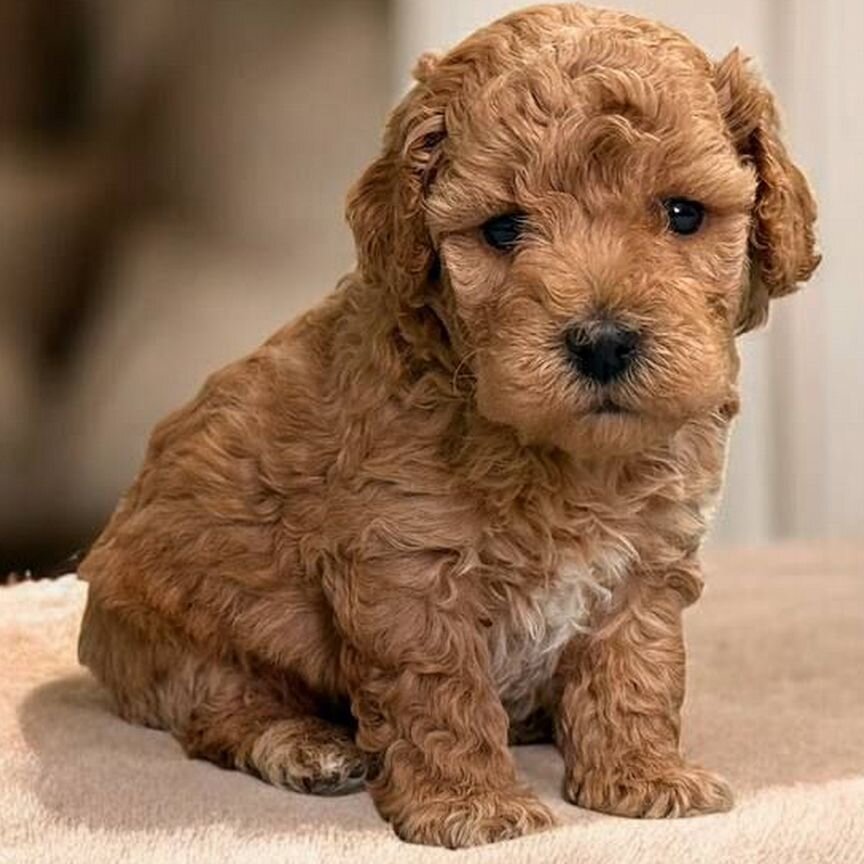 Той-пудель, щенок