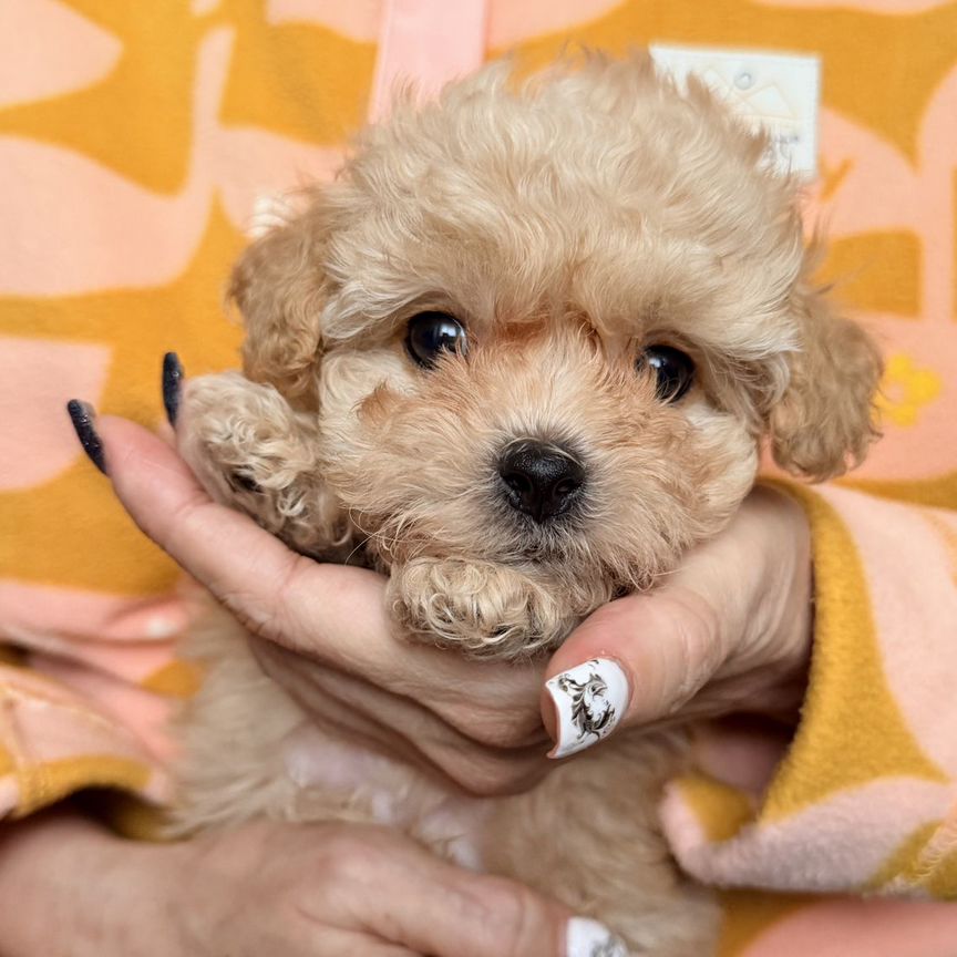 Мальтипу, щенок