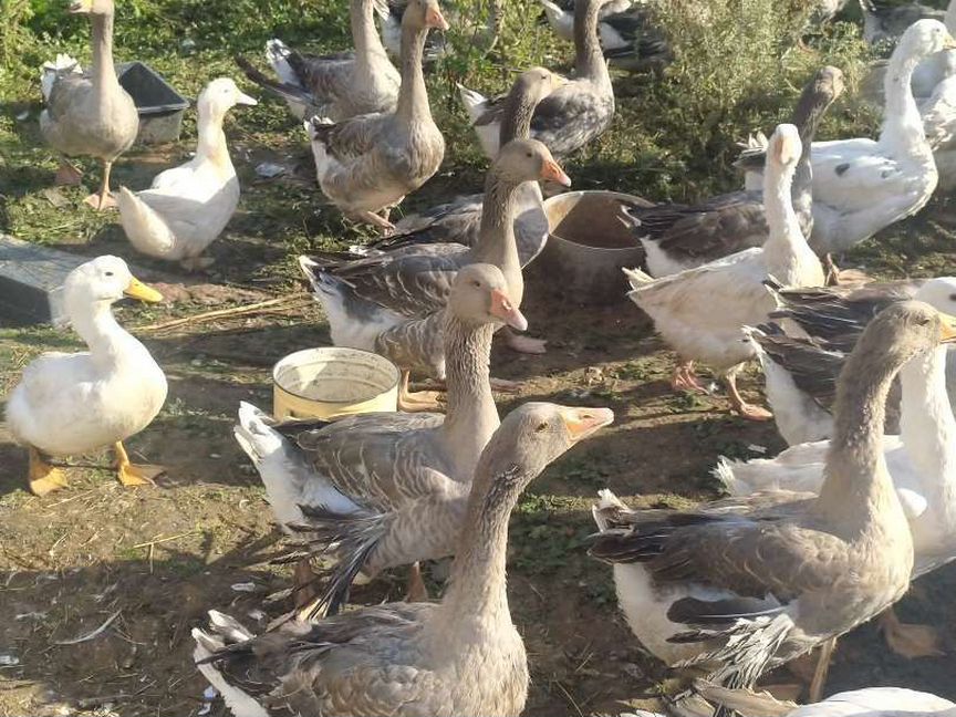 Гуси, индюки