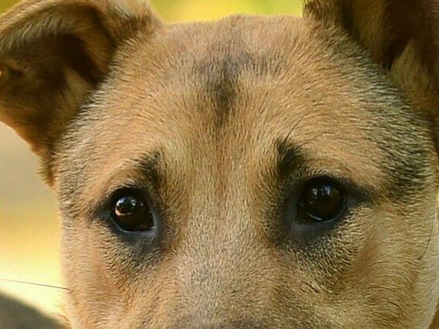 Крис из приюта в добрые руки