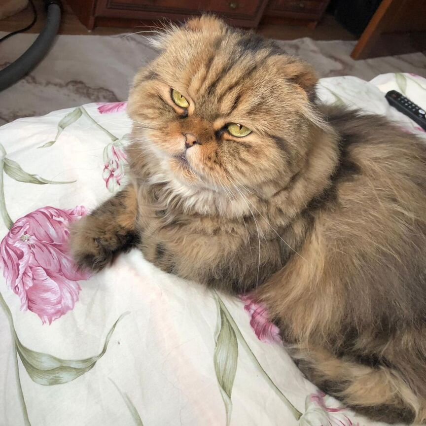 Благородный кот в добрые руки