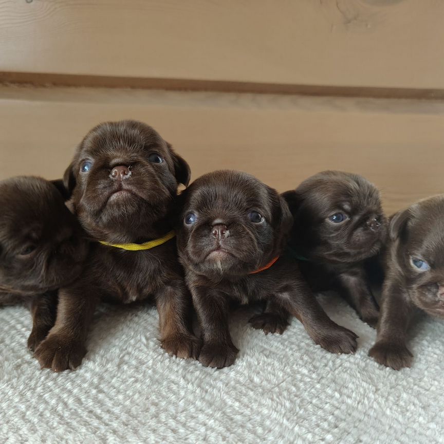 Шоколадные пти брабансончики