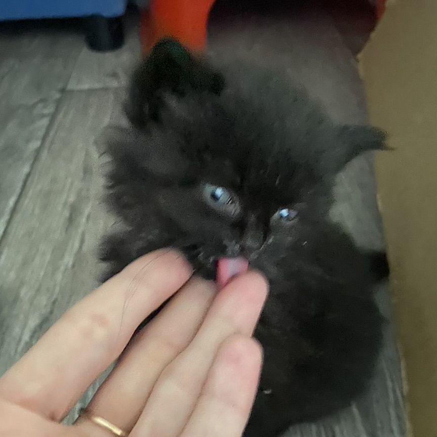 Сибирский котёнок