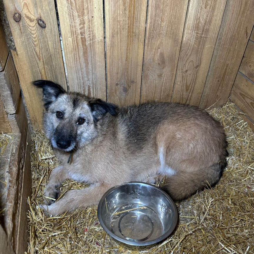 Собака в добрые руки