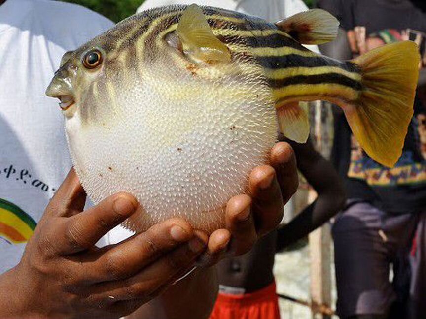 Тетрадон фахака