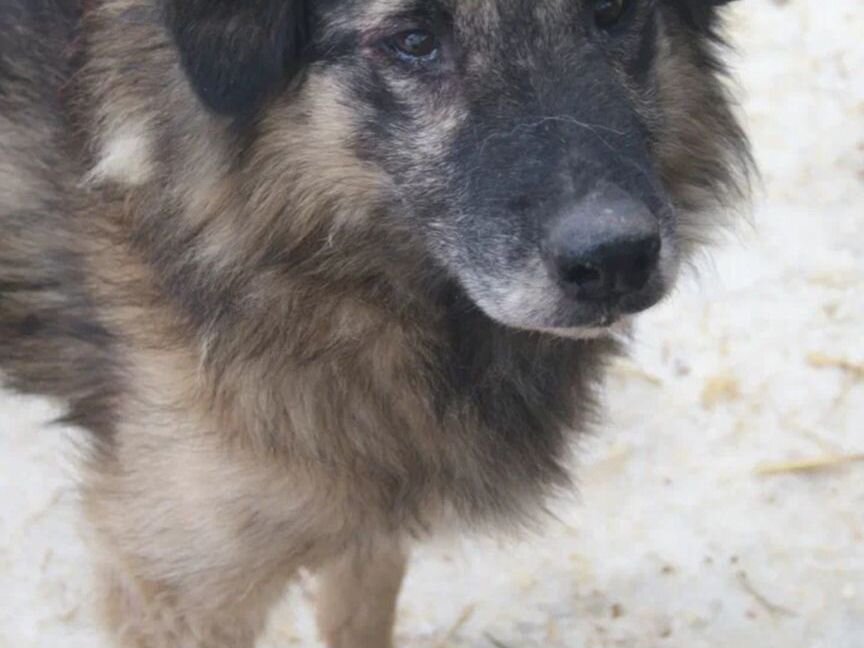 Собаки старички из приюта