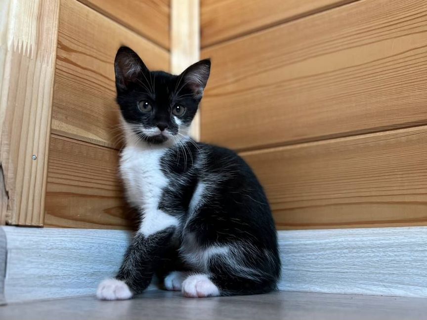 Пасхальные котята