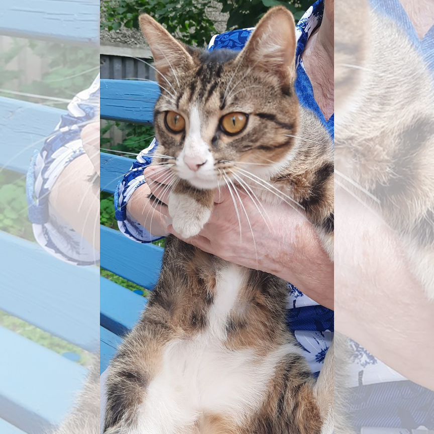Ласковый котик