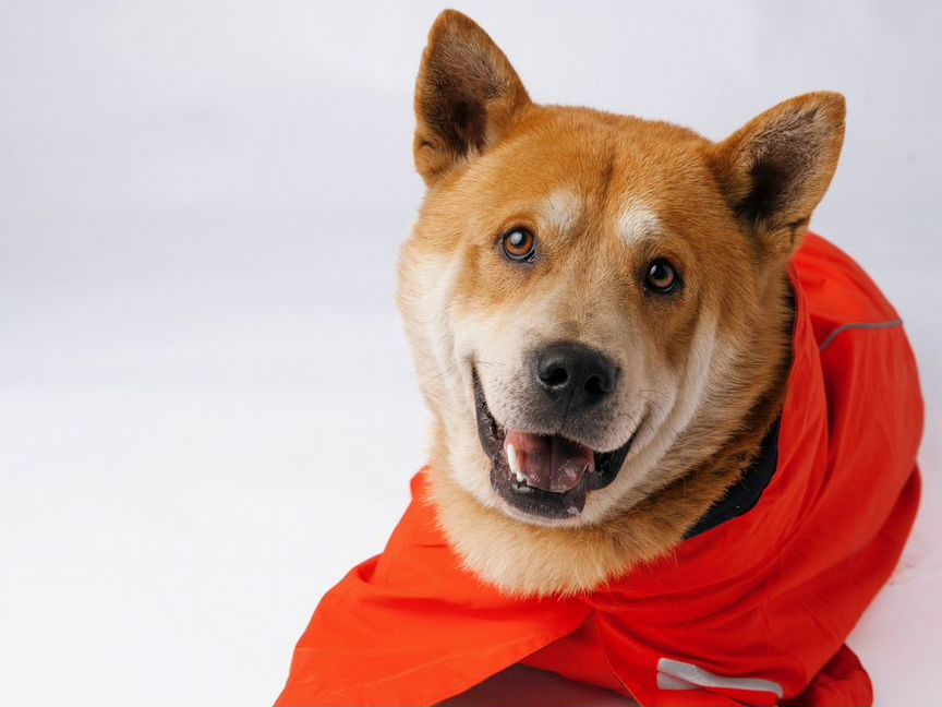 Очаровательный Хати ищет дом