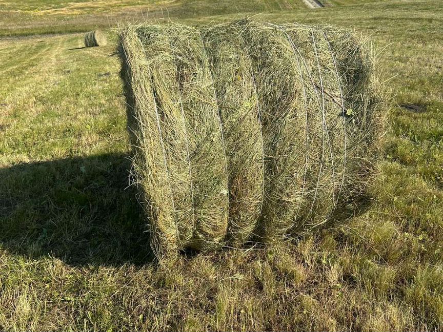 Продам сено в рулонах