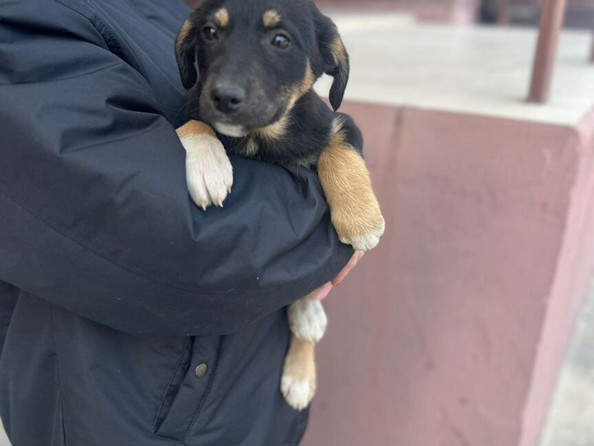Щенок в добрые руки