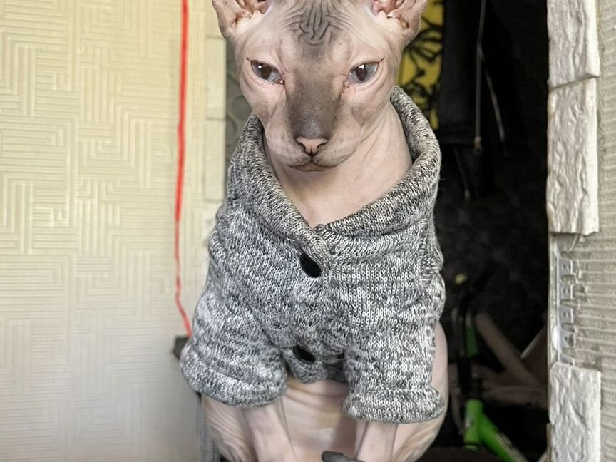 Кофточка для сфинкса