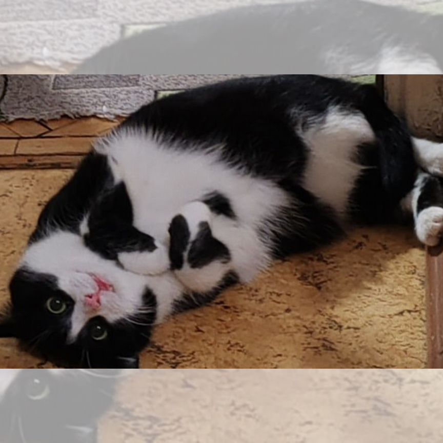 Взрослый кот в добрые руки