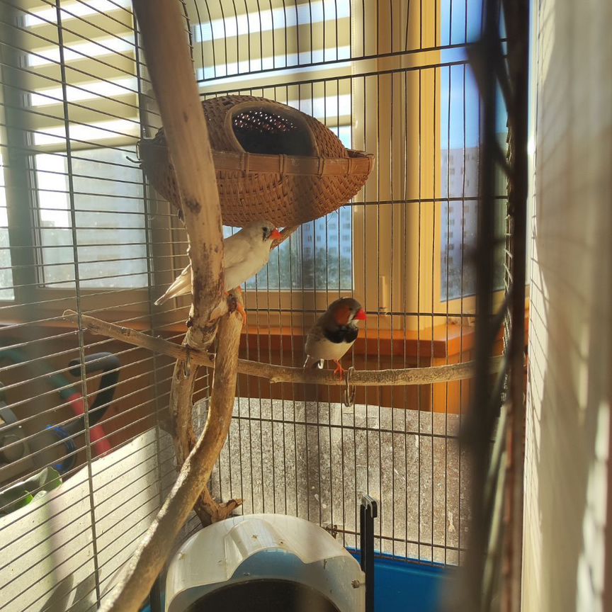 Зебровые амадины, сложившаяся пара