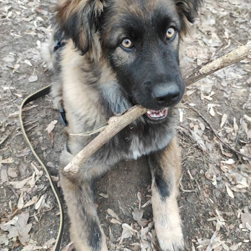 Элис ищет дом