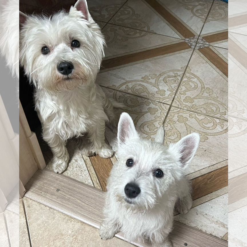 Вест-хайленд-уайт-терьер, щенок