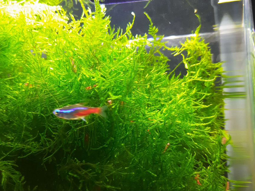 Мох яванский, креветки