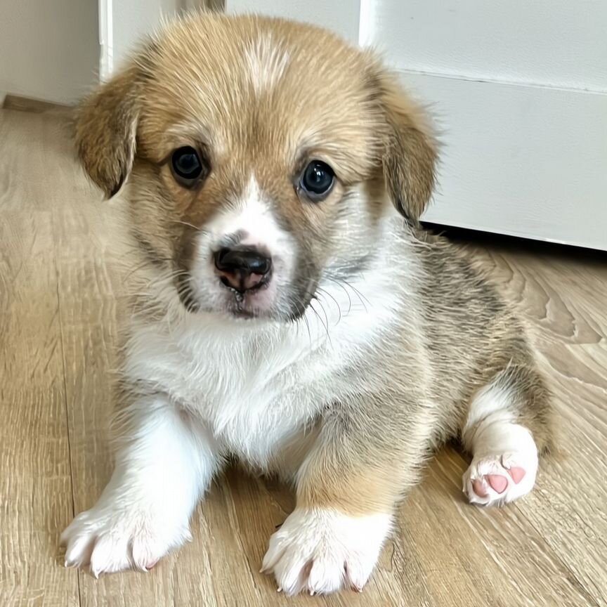 Вельш Корги Пемброк, щенок