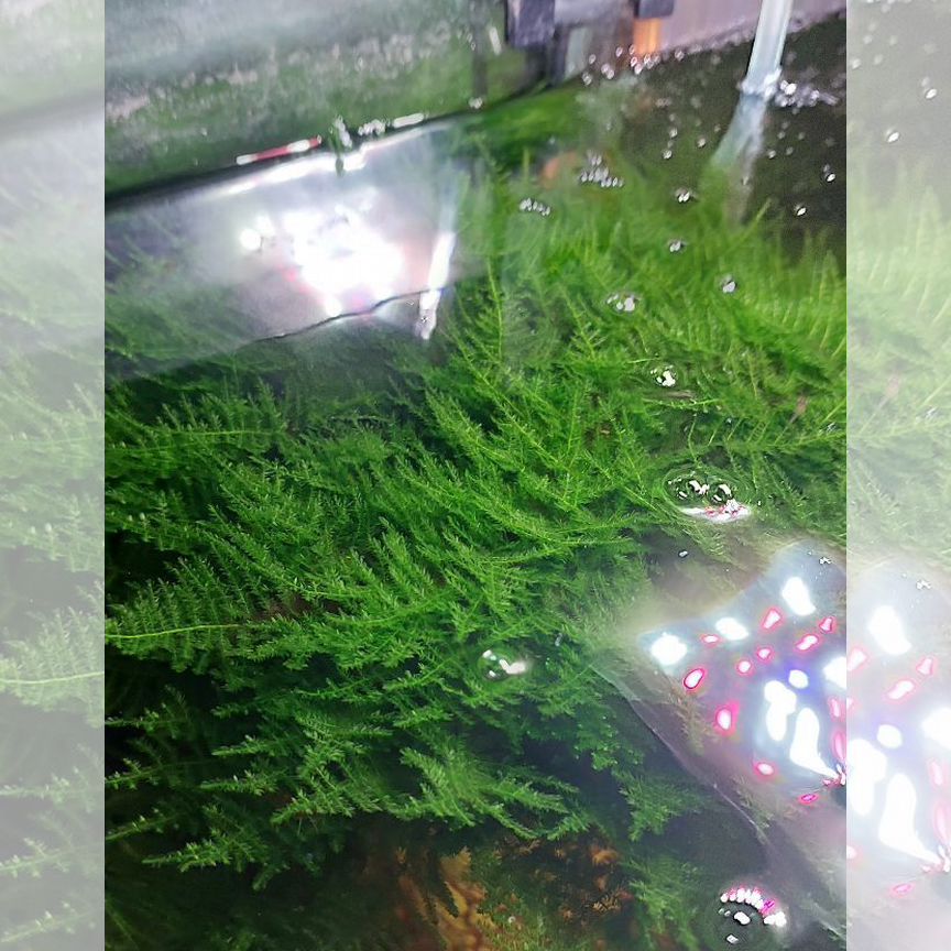 Мох аквариумный