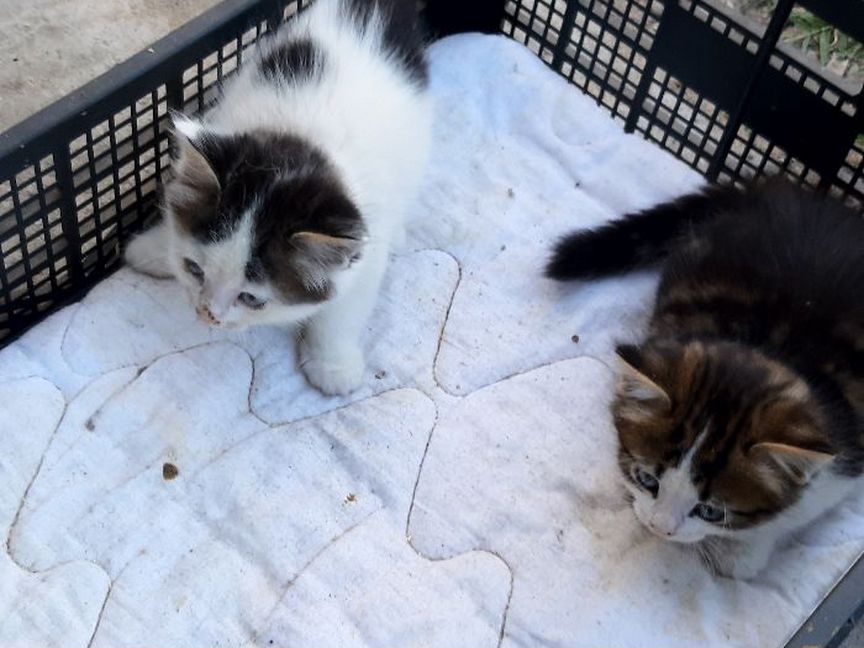 Котята в добрые руки бесплатно мальчики