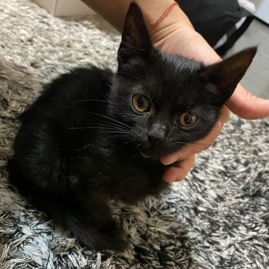 Котенок