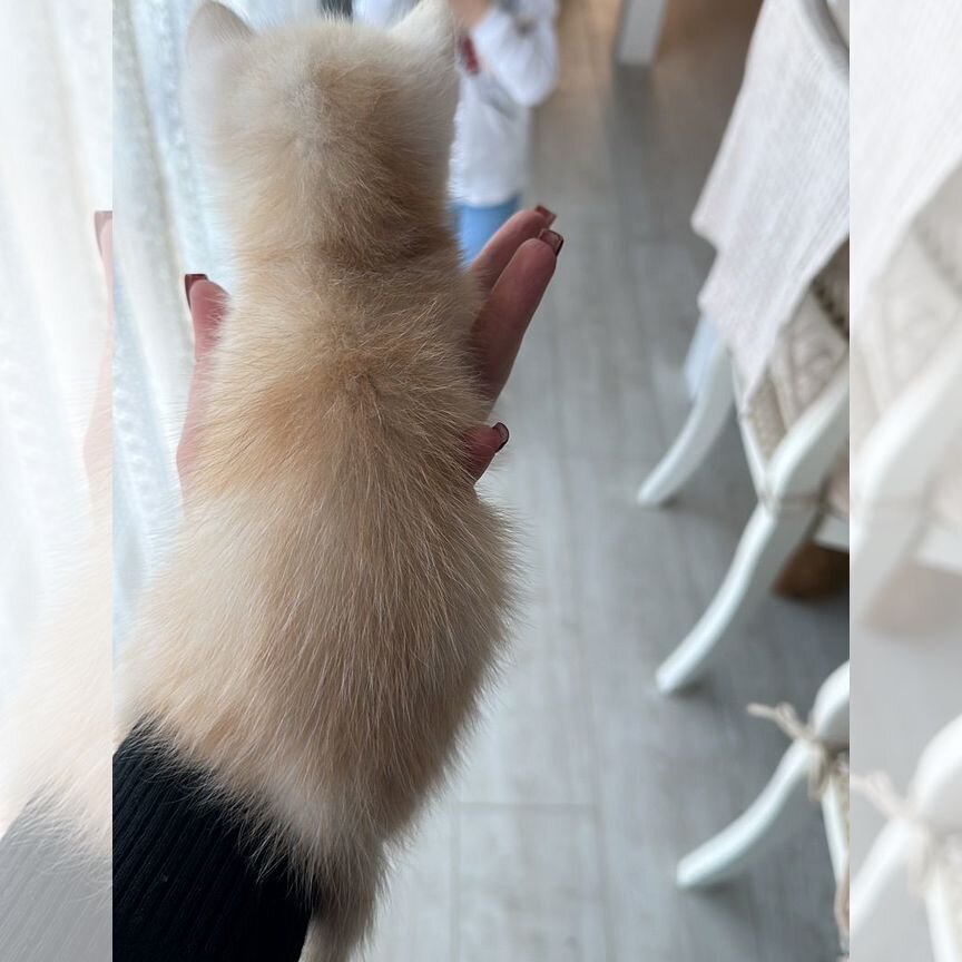 Сибирский котёнок