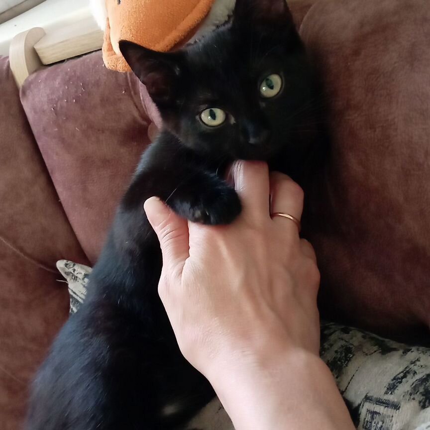 Котенок Плюша