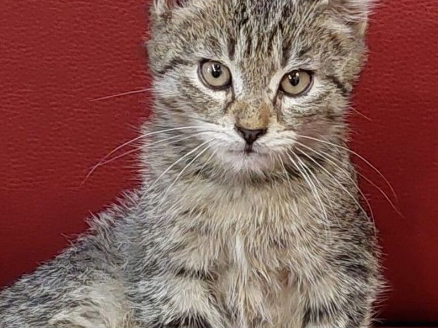 Котенок-малыш